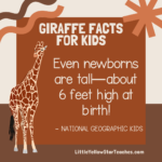 11 Giraffe Facts for Kids - LittleYellowStar