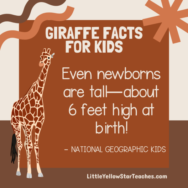 11 Giraffe Facts for Kids - LittleYellowStar