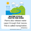 11 Water Cycle Facts for Kids - LittleYellowStar