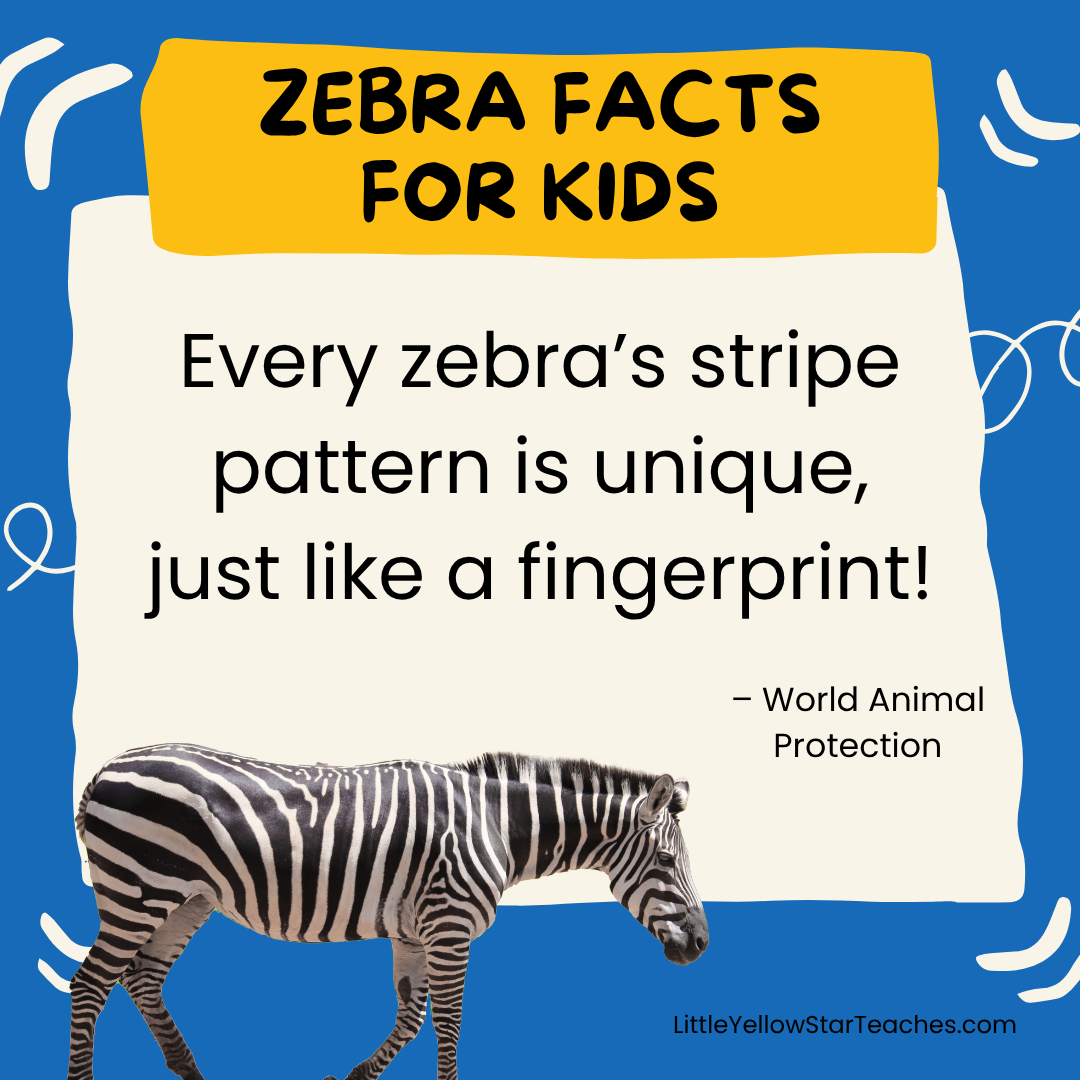 11 Zebra Facts for Kids - LittleYellowStar