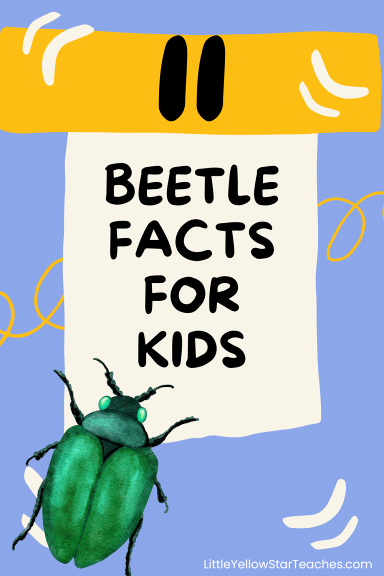 11 Beetle Facts for Kids - LittleYellowStar