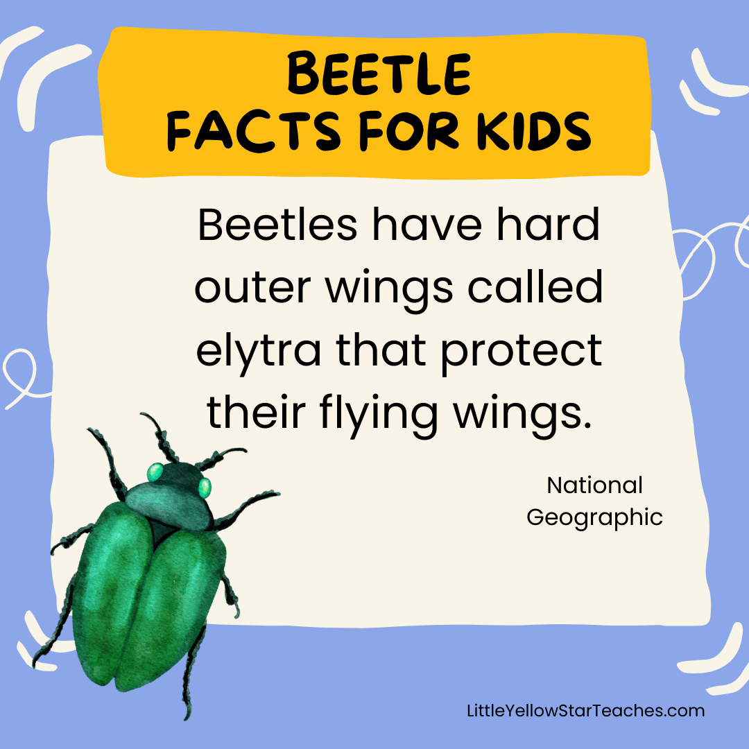11 Beetle Facts for Kids - LittleYellowStar