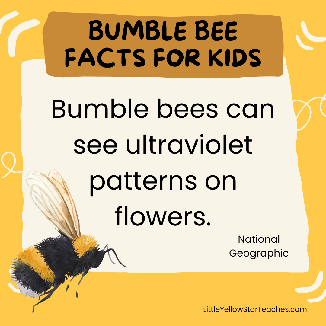 11 Bumble Bee Facts for Kids - LittleYellowStar