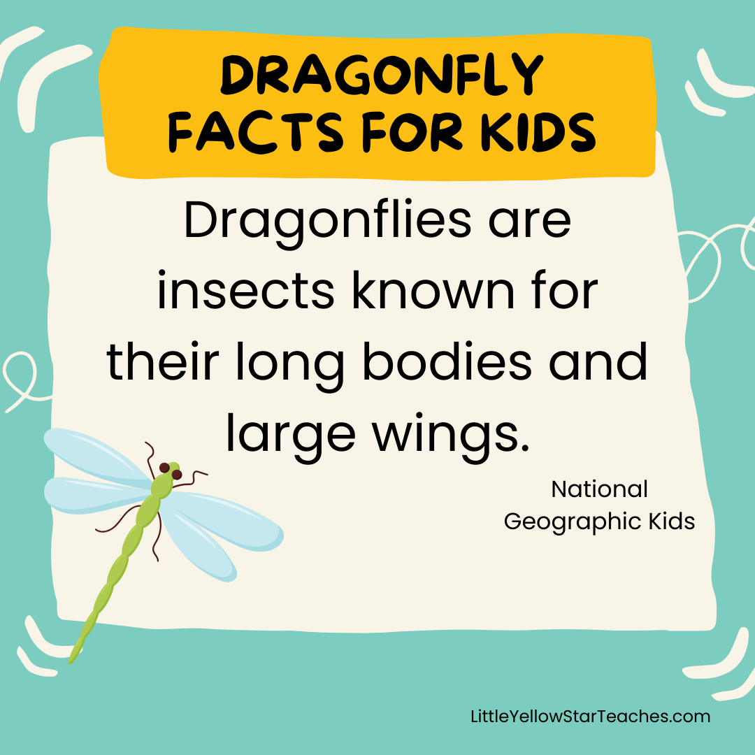 11 Dragonfly Facts for Kids - LittleYellowStar