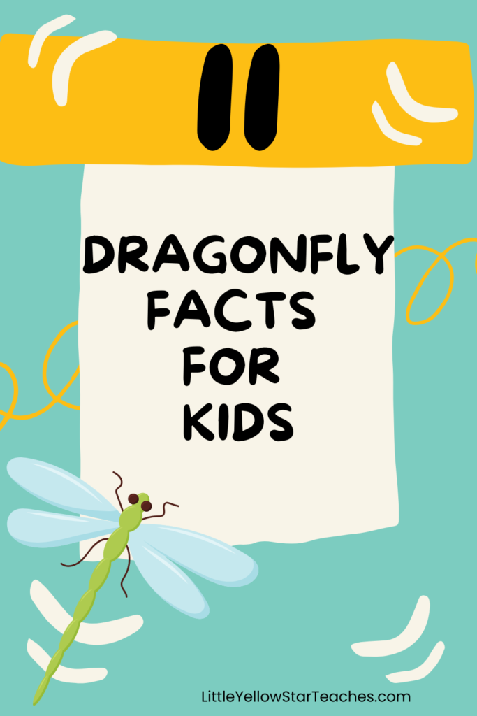 11 Dragonfly Facts for Kids - LittleYellowStar