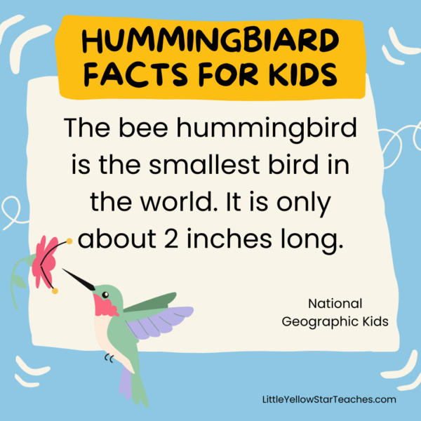 11 Hummingbird Facts for Kids - LittleYellowStar