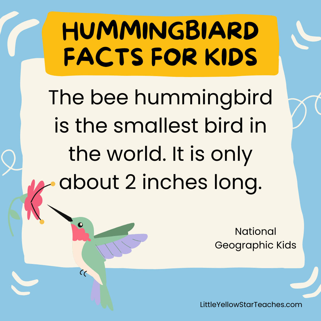 11 Hummingbird Facts for Kids - LittleYellowStar