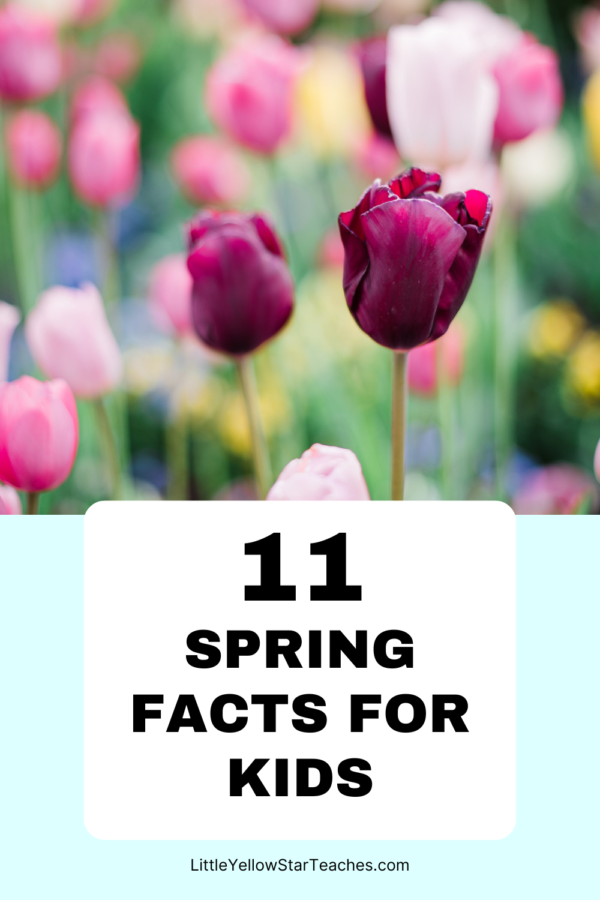 11 Spring Facts for Kids - LittleYellowStar